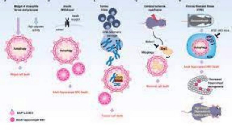 Autophagy | What are the benefits of autophagy?